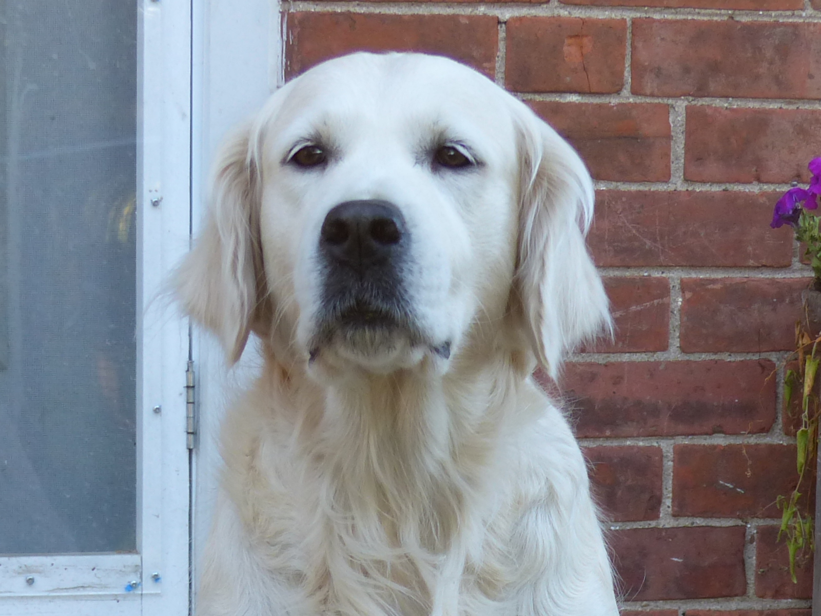 Old Retired Golden Retrievers